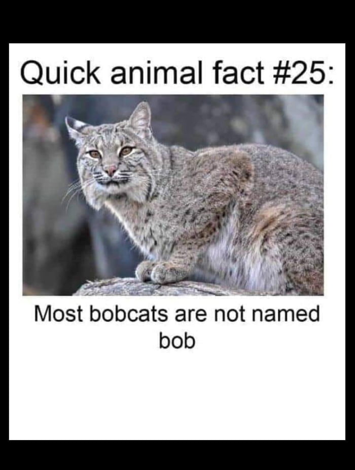 Quick animal fact! - 9GAG