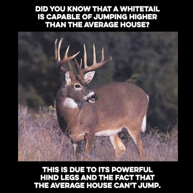 Deer cheese - 9GAG