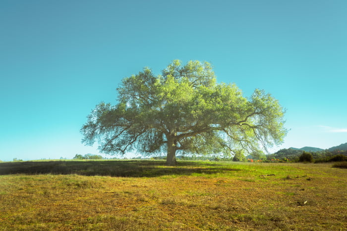 Lone tree at the Ramona Grasslands - 9GAG