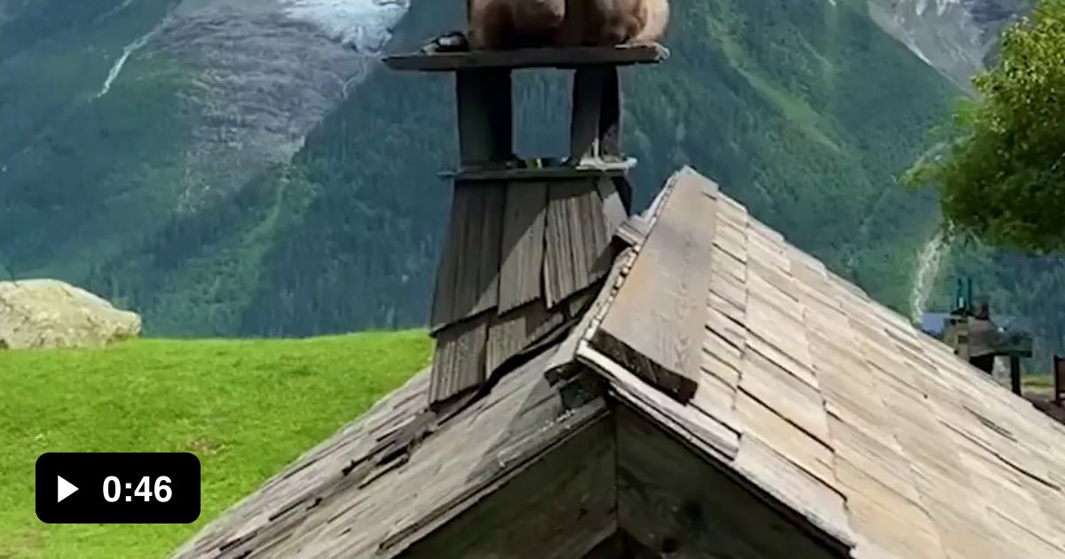 Goats on chimneys - 9GAG