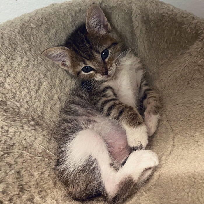 That squishable, kissable lovable belly - 9GAG