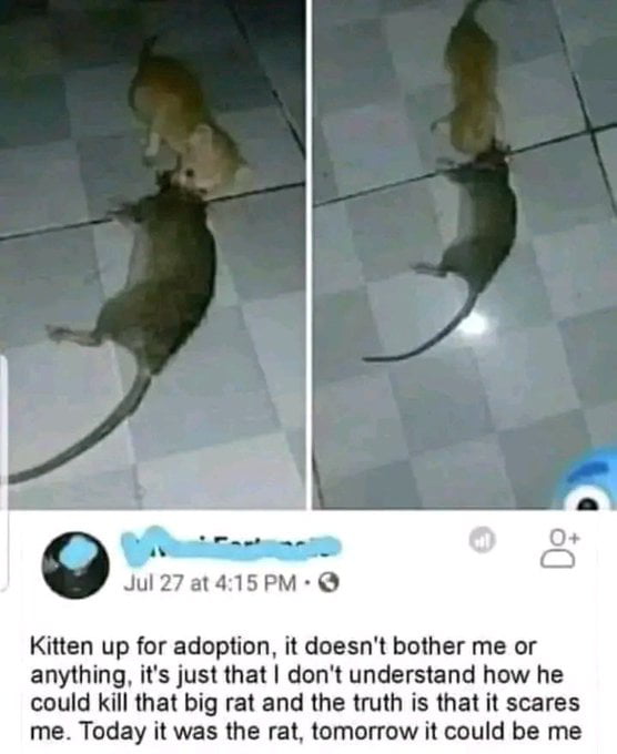 Kitty the killer - 9GAG