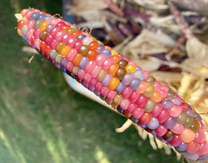 Combination of colors of this Glass Gem Corn - 9GAG