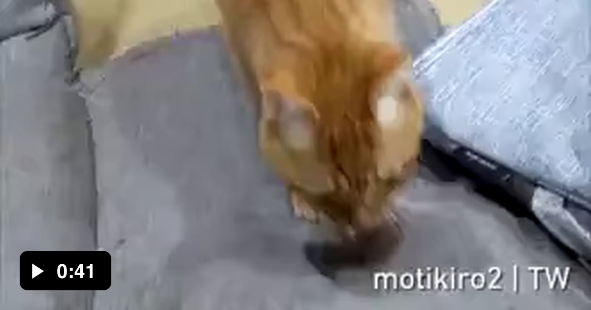 Throw the goddamn ball - 9GAG