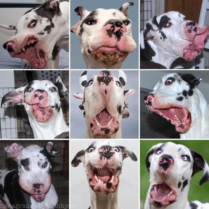 He sure is the Apollo of dogs - 9GAG