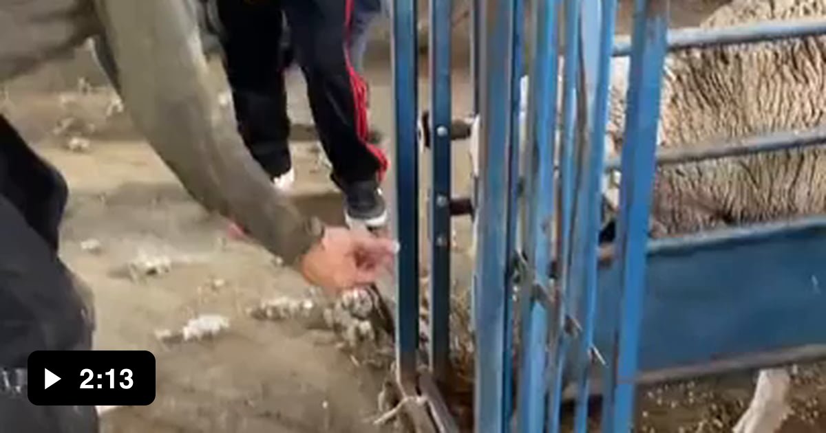 Satisfying sheep shearing - 9GAG