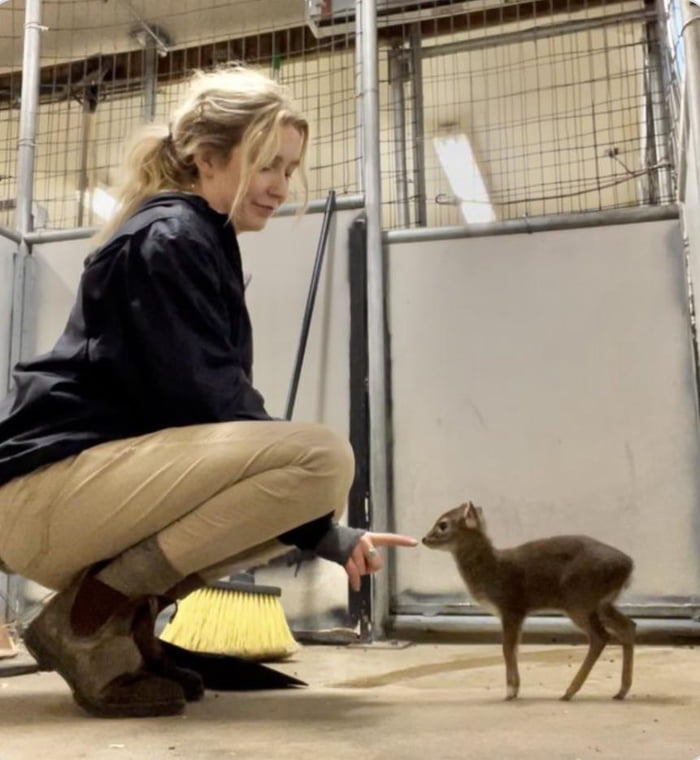 Baby duiker with a zookeeper at the Kansas City Zoo. - 9GAG