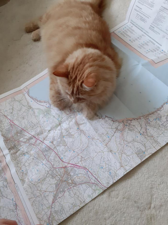Cartographer (cat-ographer?) - 9GAG