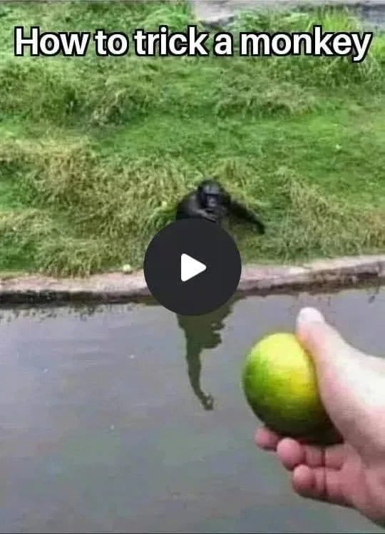 How to trick a monkey - 9GAG