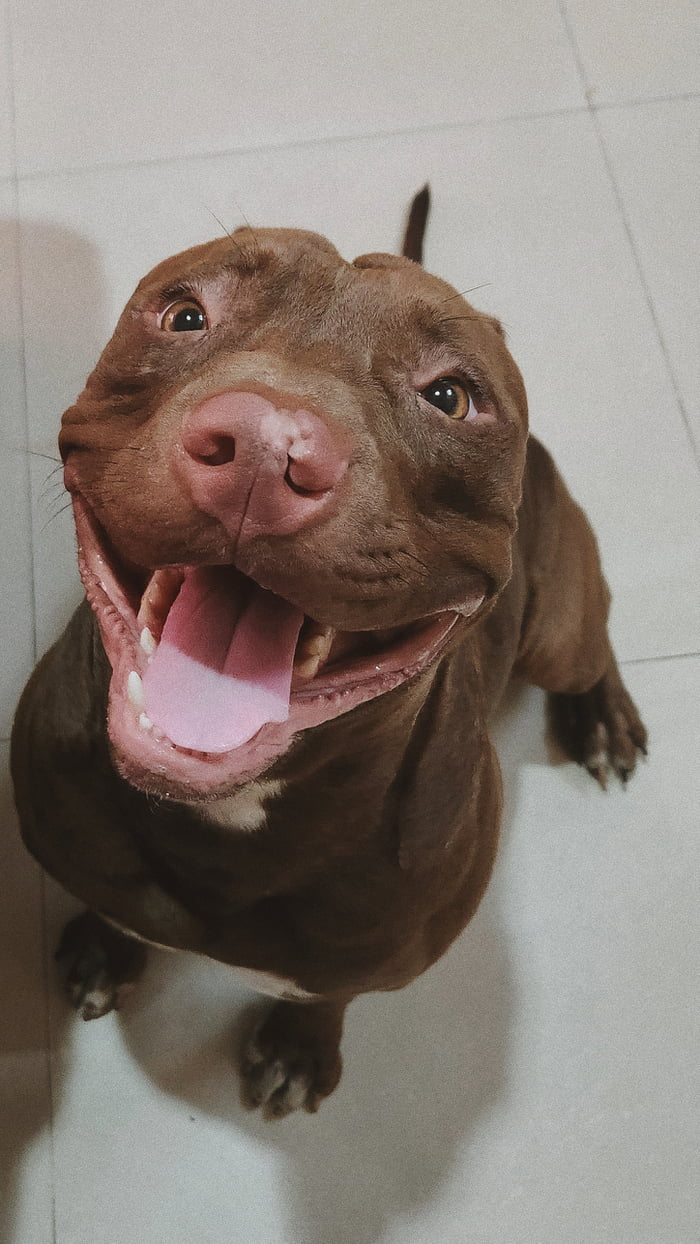 Casing Pitbull Terrier, isinya Golden Retriever - 9GAG