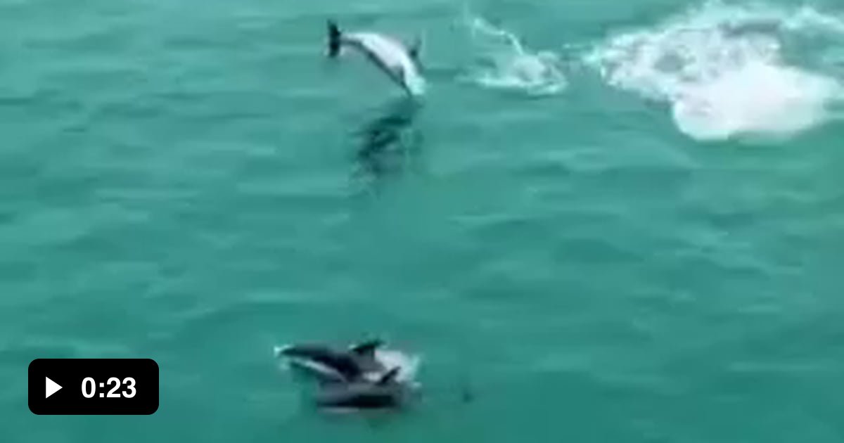 Derpy the Dolphin - 9GAG