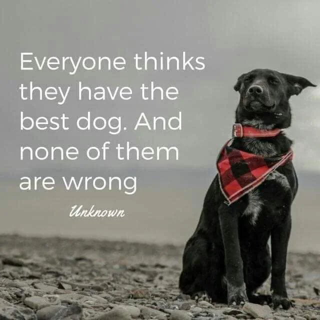 That's a good pupper. - 9GAG