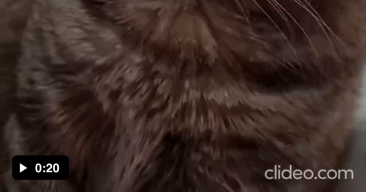 Sad Catto, with even sadder music - 9GAG