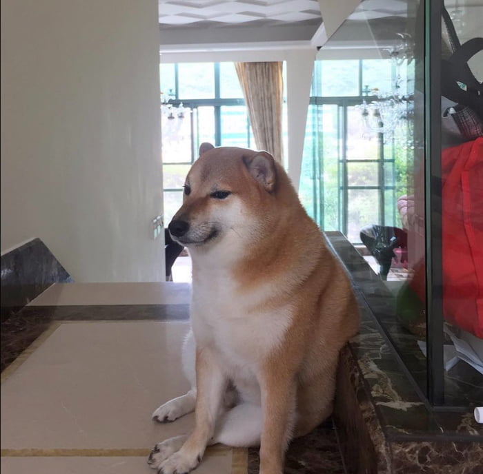 This is Cheems, the Shiba Inu who became the doge that all #NAFO fellas ...