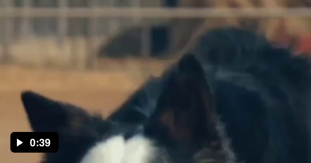 Excellently trained dog. Well done. - 9GAG