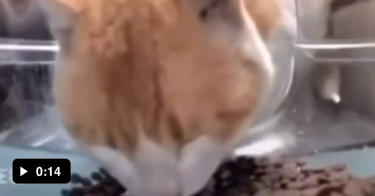 What the devil - 9GAG