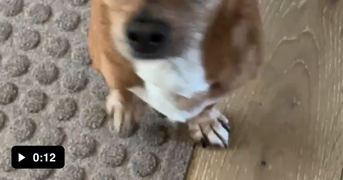 Tippy Tappy BEEEEP GOTTA GO - 9GAG