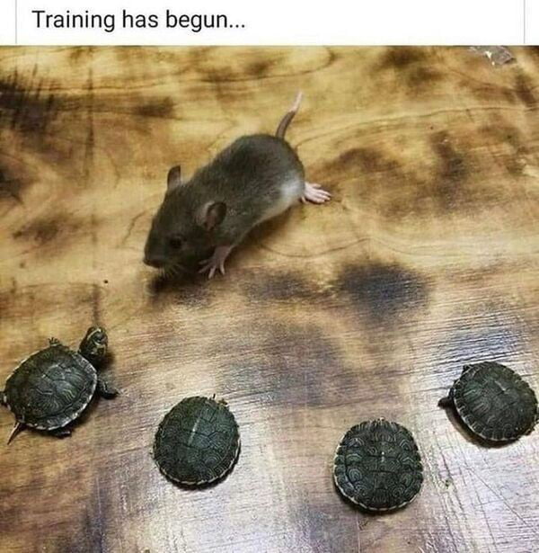 Turtle power - 9GAG