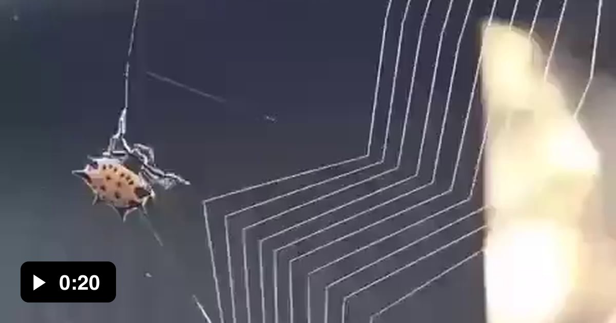 Spiders are so trippy - 9GAG