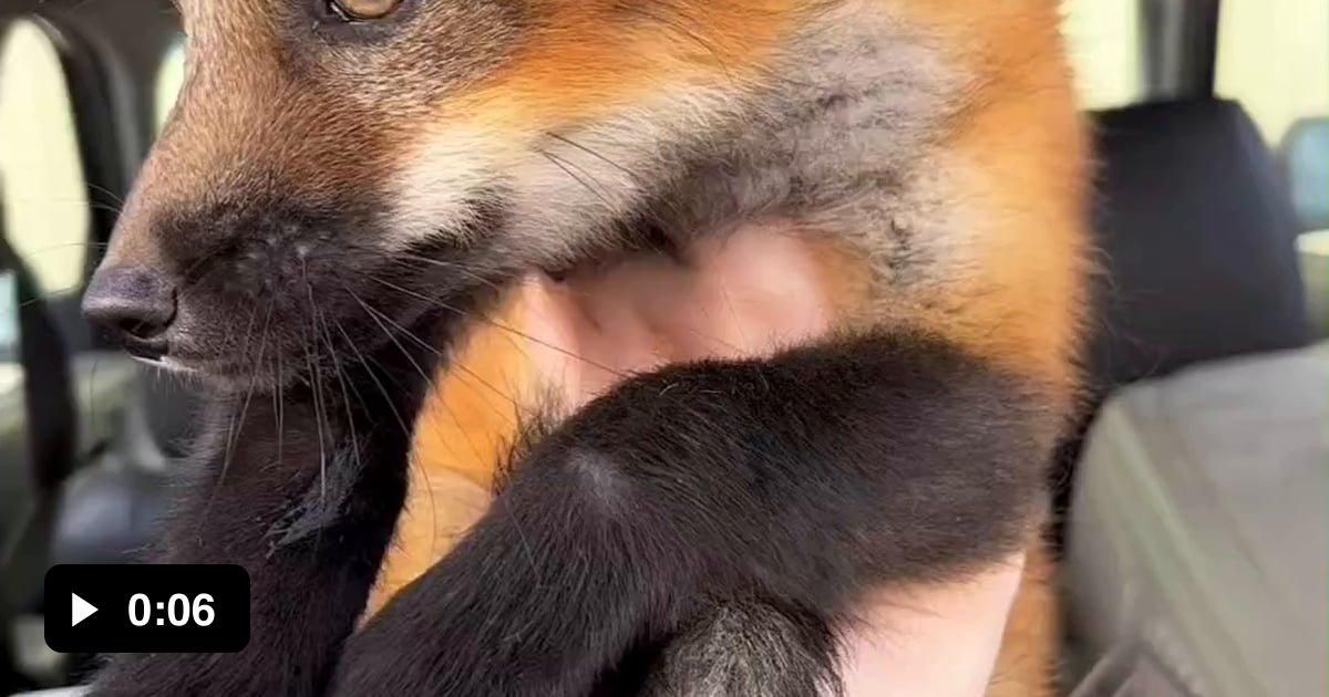 A fox rescued from a fur farm. - 9GAG