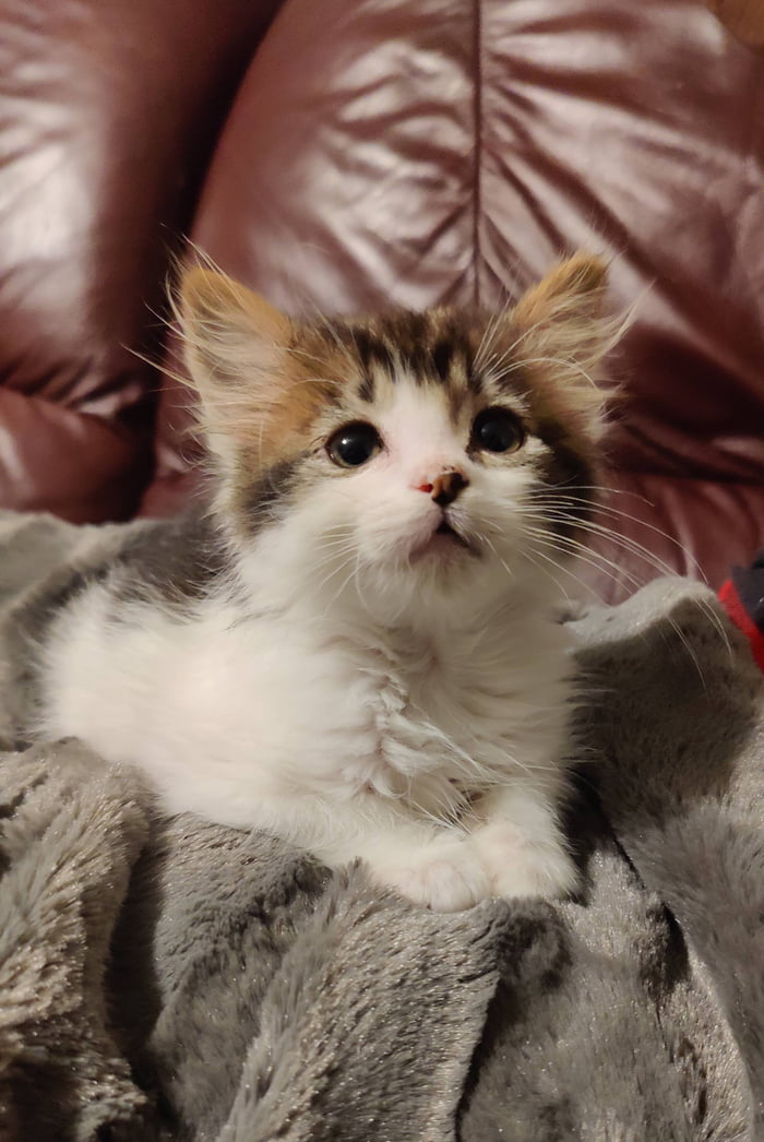 Wife brought home this smol fugitive - 9GAG