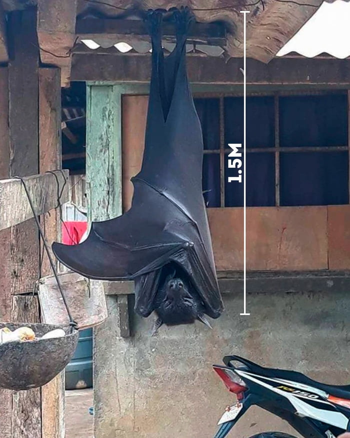A huge bat 1.5 METERS tall was captured in the Philippines! Yes, it's ...