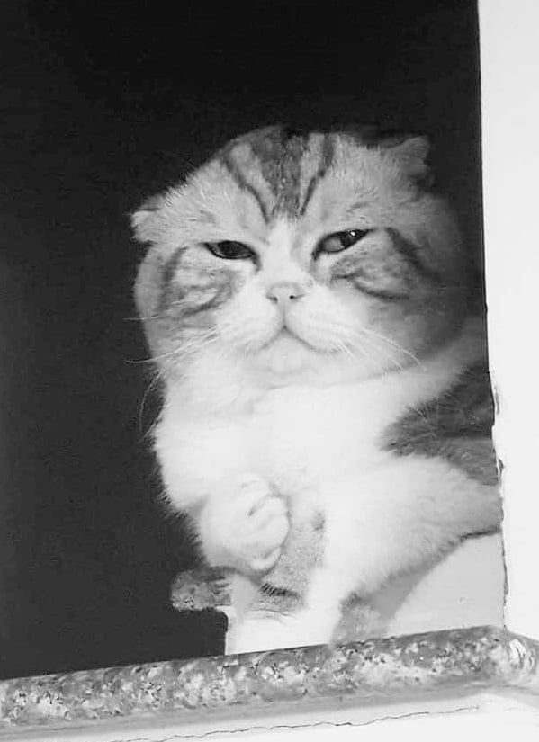 R.I.P Leo the meme cat (3.7.2010 - 29.11.2021) - 9GAG