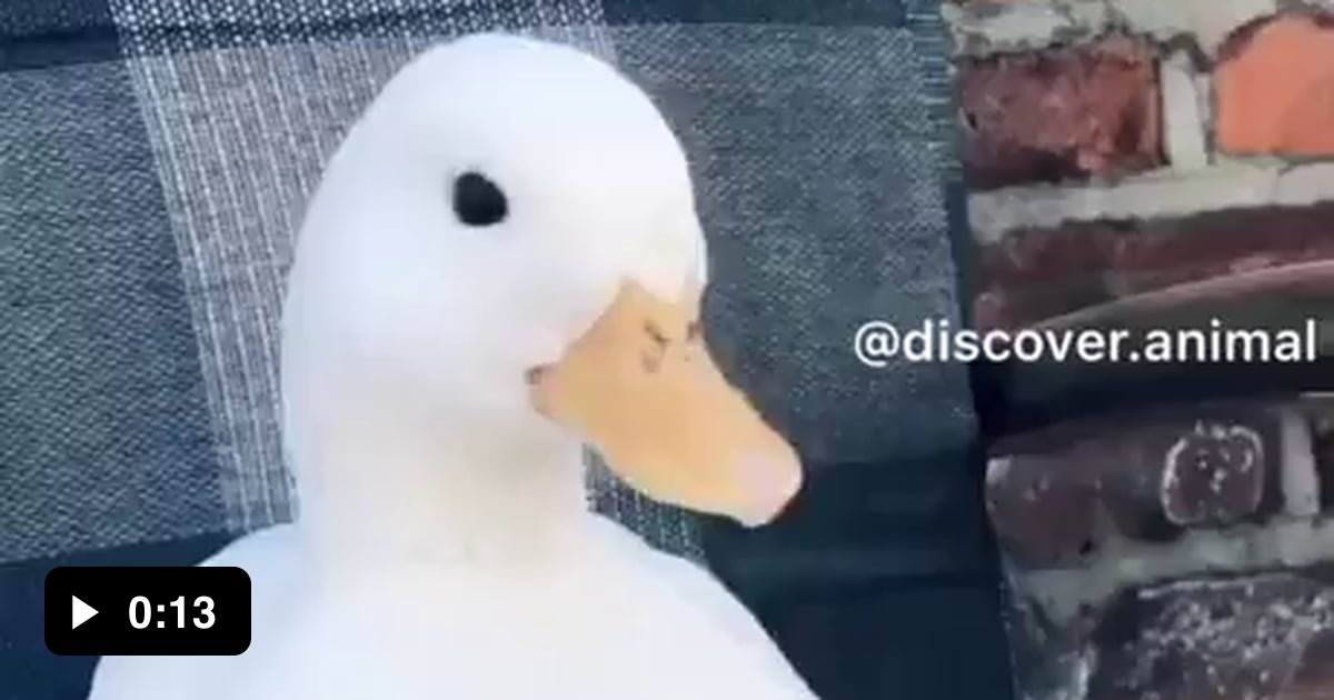 A duck - 9GAG