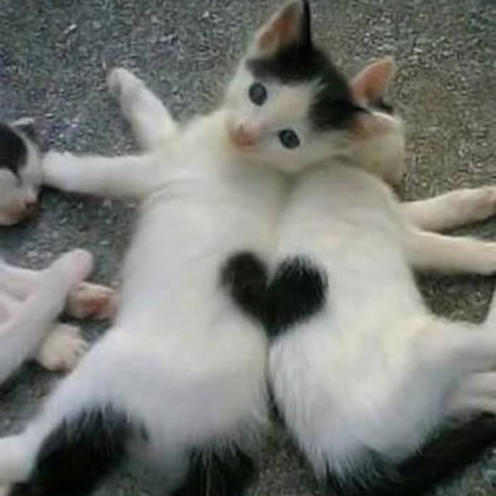 These cats patterns back-to-back form a heart - 9GAG