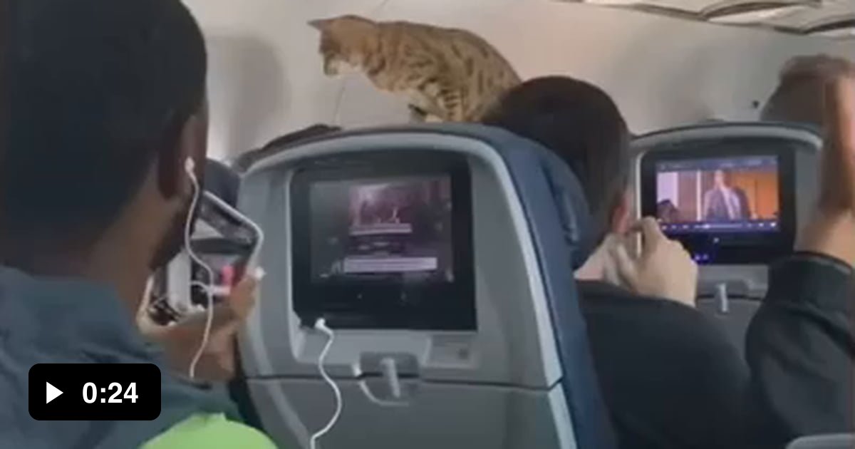 First-class cat got loose during flight - 9GAG