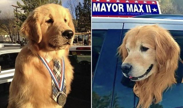In Idyllwild, California a dog ran for mayor and won and is now called ...