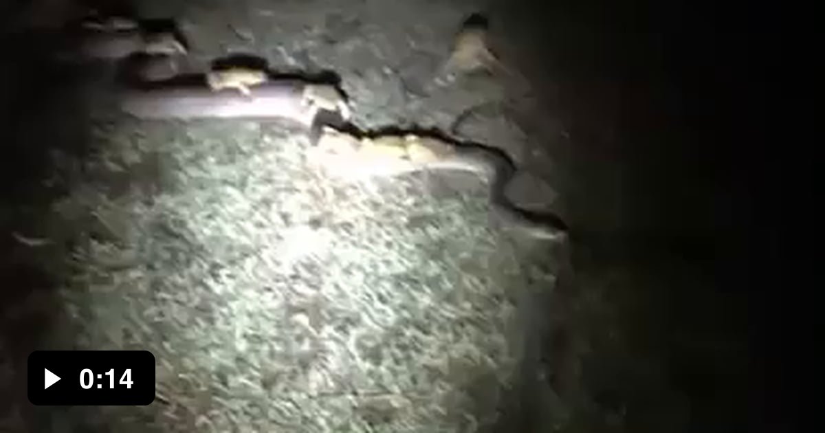Toads riding on snake back - 9GAG
