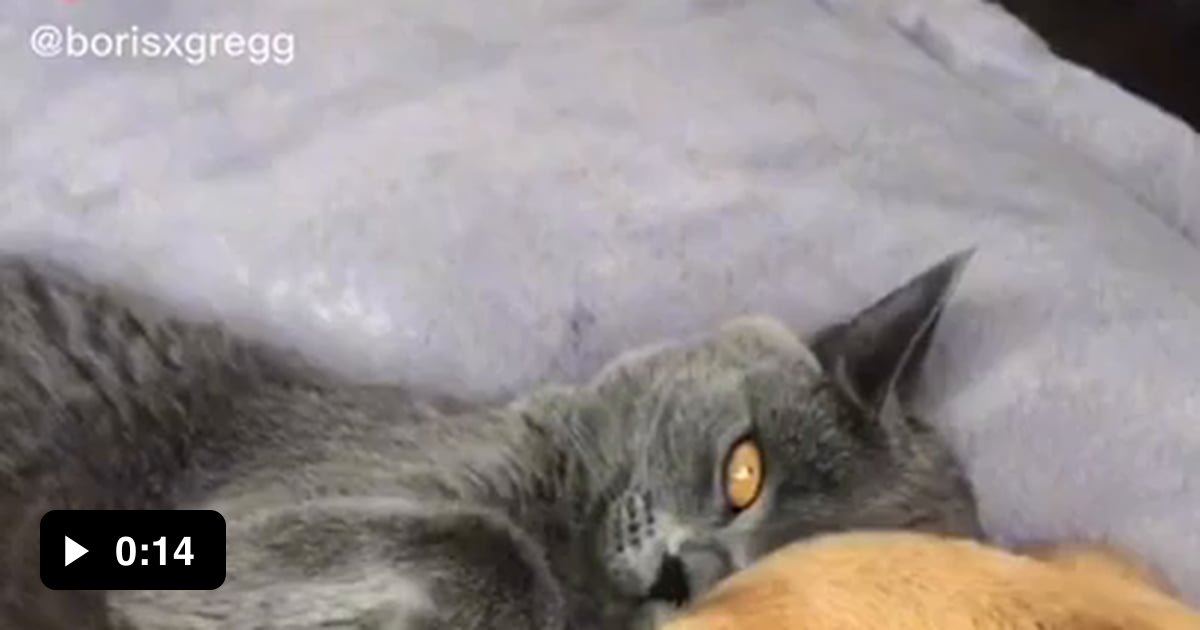 Snuggles Level 100 unlocked! (Tiktok Video) - 9GAG
