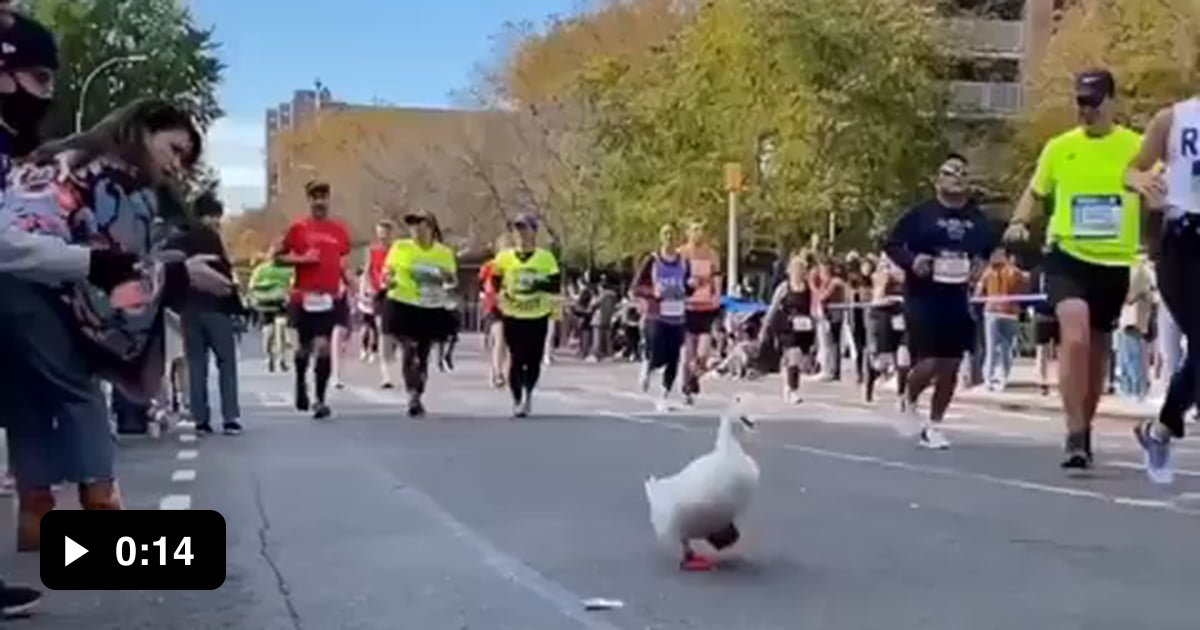American duck named Wrinkle becomes the first duck to run in the New ...