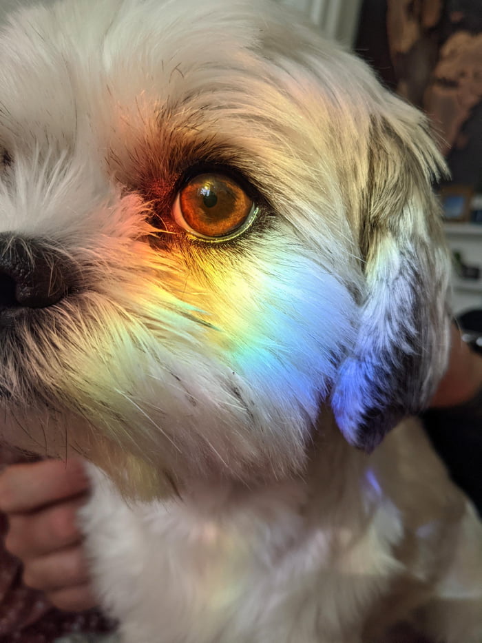 The sweetest lil rainbow pup - 9GAG
