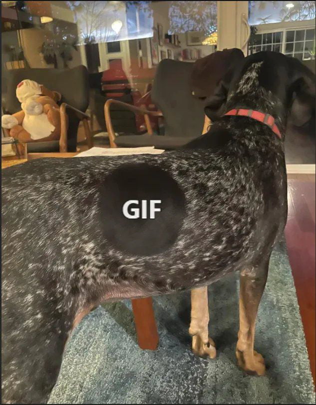 Such a cute doggo - 9GAG