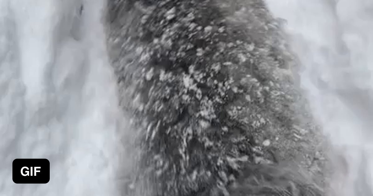 She likes to snort snow - 9GAG