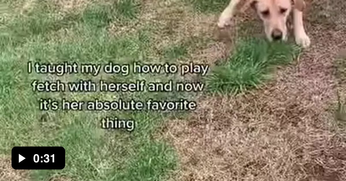Just a dog playing fetch by itself - 9GAG