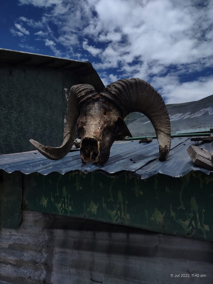 Goat skull - 9GAG