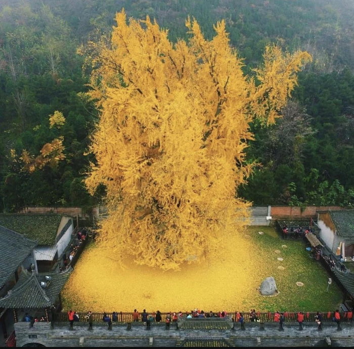 Golden tree of the Gu Guanyin Buddhist Temple. This Ginko tree is over ...