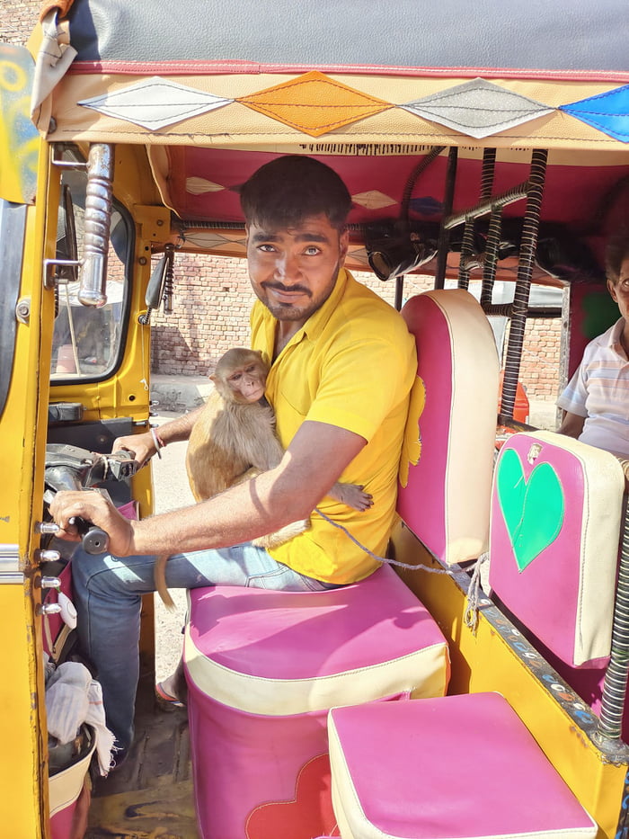 Only in india , pet monkey of local taxi driver - 9GAG