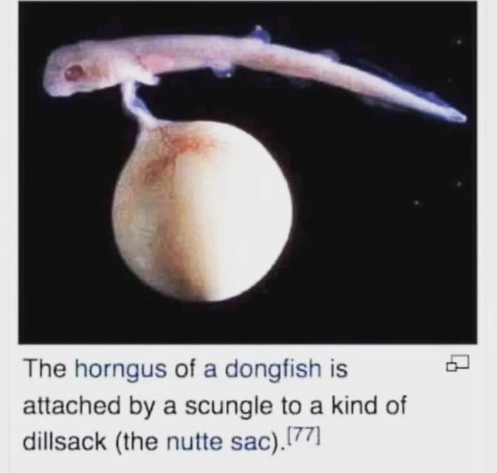 A real-life plumbus - 9GAG