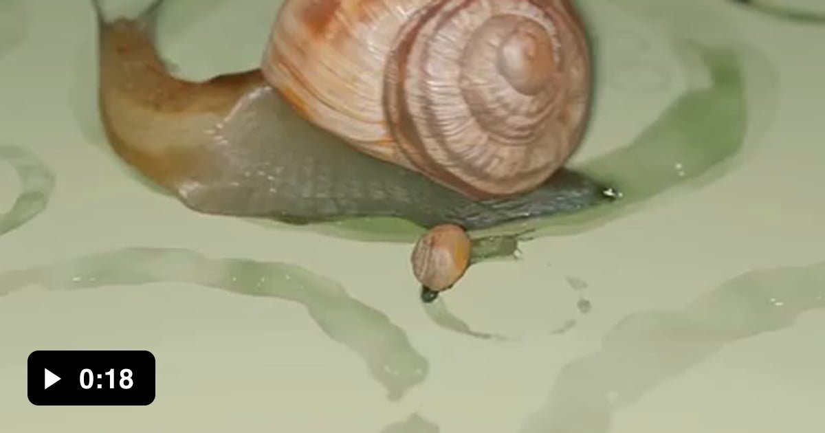 The Immortal Snail - 9GAG