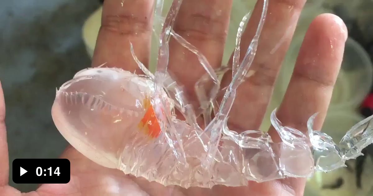 Cystisoma is a crustacean that lives about 900 meters deep in the ocean ...