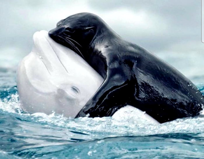 Beluga whale gets hug from buddy - 9GAG
