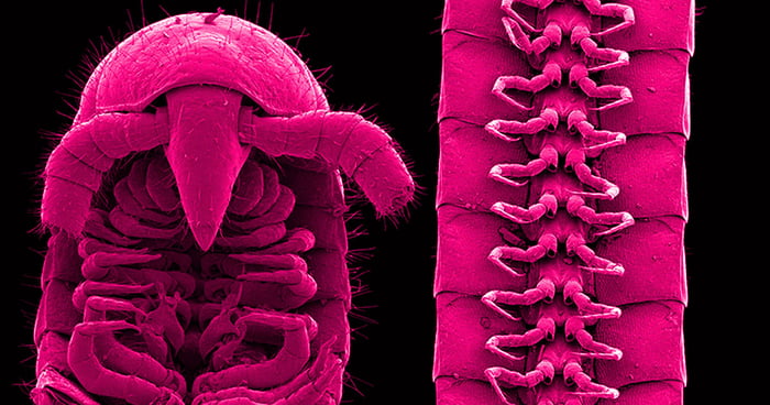 The first true millipede: new species with more than 1,000 legs ...