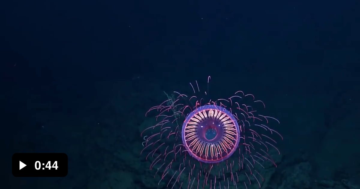 A deep-sea firework jellyfish that looks like a freakish eyeball - 9GAG