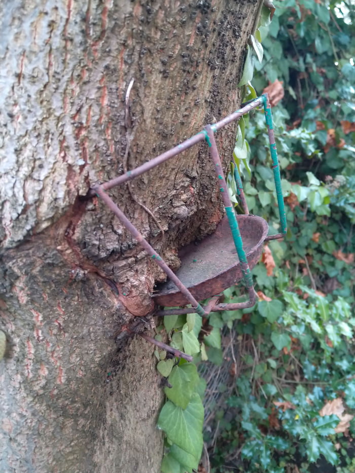 I was able to take a rare photo of a tree eating. Normally they eat at ...