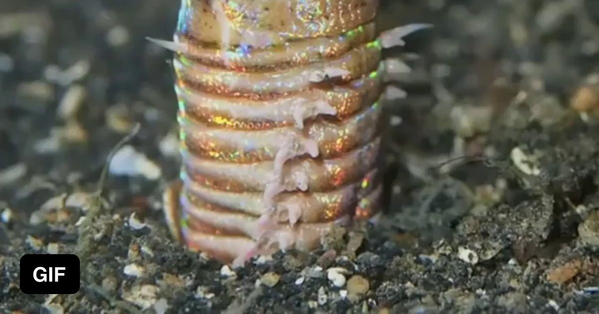E. aphroditois, commonly known as the Bobbit Worm or Sand Striker ...