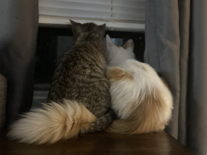 Tails intertwined - 9GAG